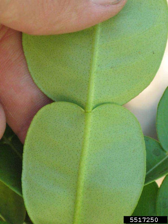 Ichang (Citrus ichangensis cv. Ichang)