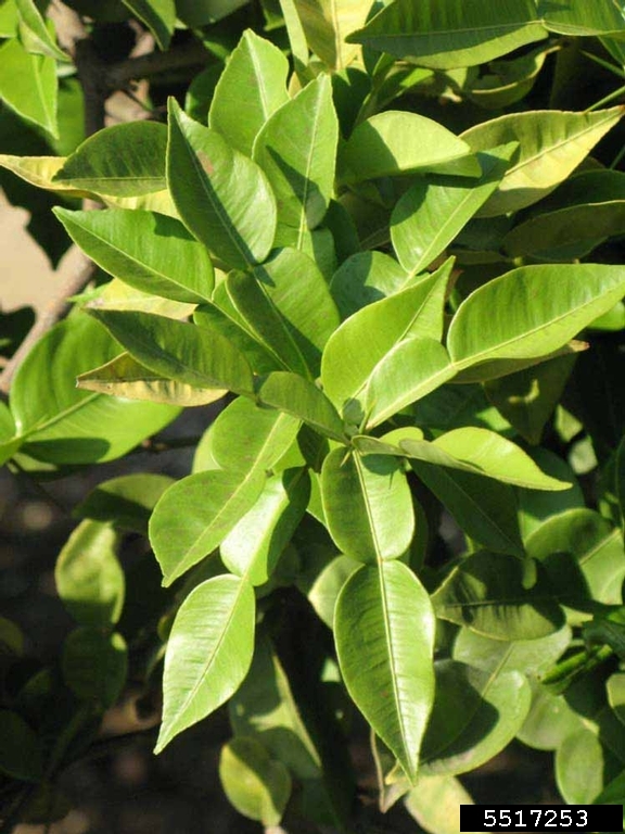 Citrus ichangensis cv. Ichang Swingle (Synonym for Citrus cavaleriei cv ...