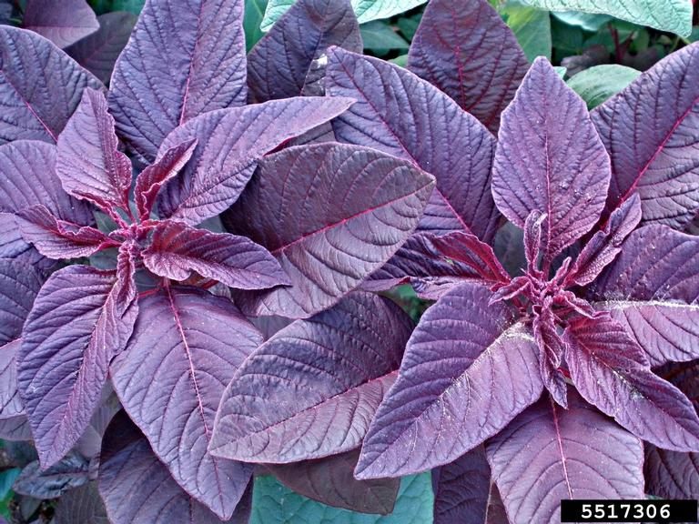 pigweed, Amaranthus spp. (Caryophyllales: Amaranthaceae) - 5517306