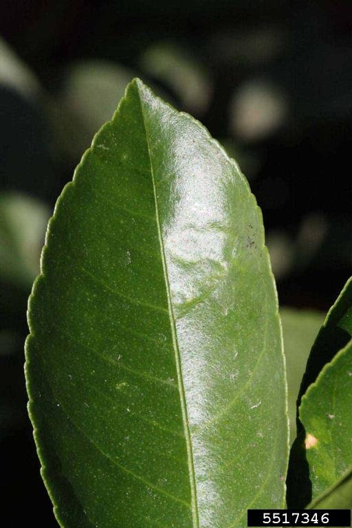 Improved Meyer (Citrus meyeri cv. Improved Meyer)