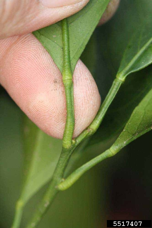 Iveriya (Citrus reticulata cv. Iveriya)