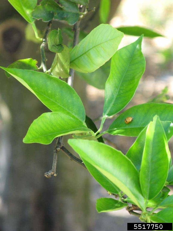 Khailily (Citrus x aurantium cv. Khailily)