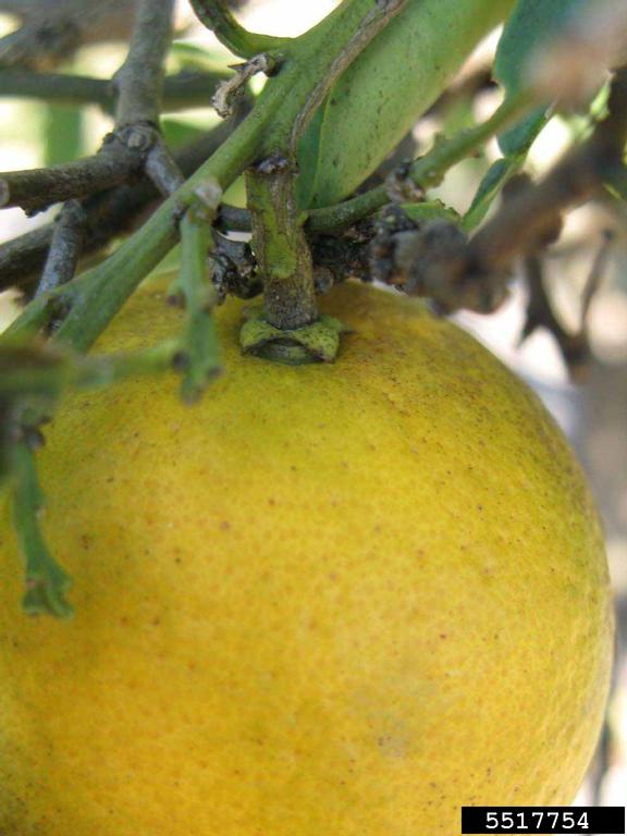 Khailily (Citrus x aurantium cv. Khailily)