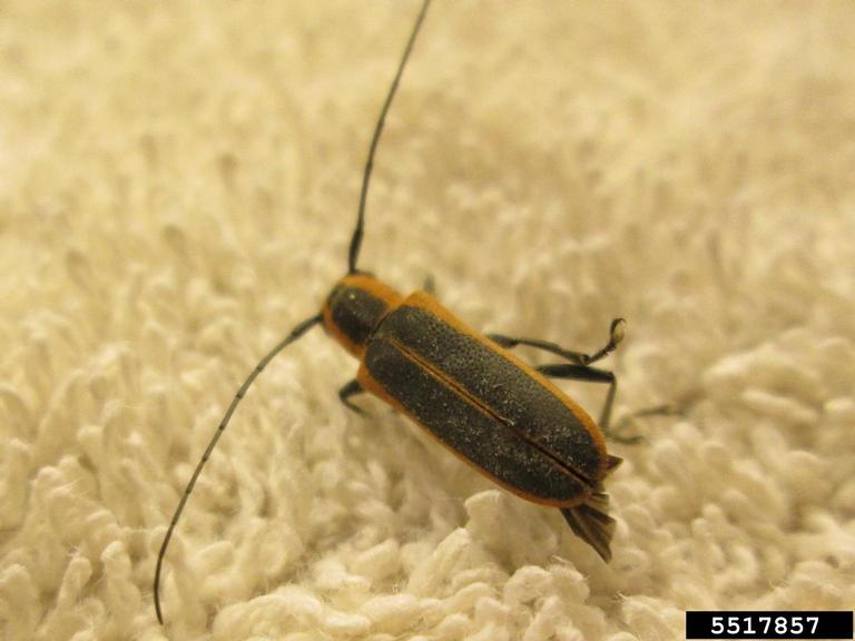 fireflies (Genus Photinus)