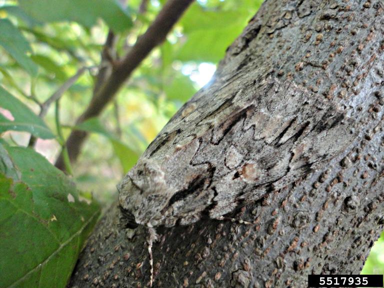 pecan catocala (Genus Catocala Schrank 1802)