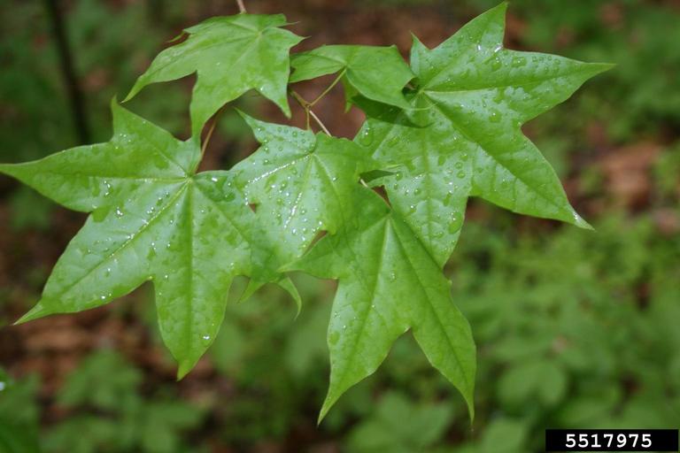 Acer pictum ssp. mono (Maxim. & Rupr.) H. Ohashi