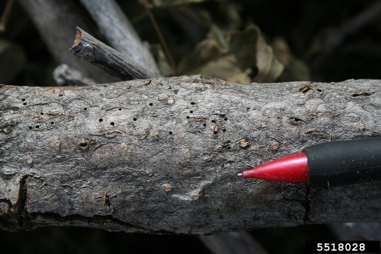walnut twig beetle (Pityophthorus juglandis Blackman, 1928)