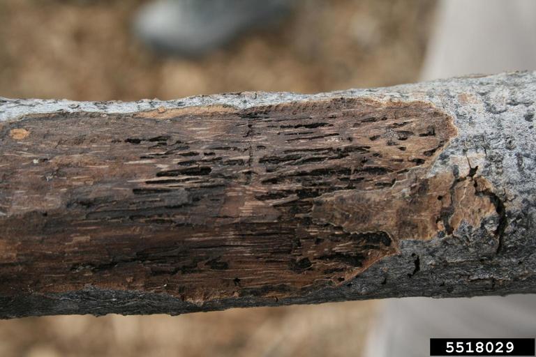 walnut twig beetle (Pityophthorus juglandis Blackman, 1928)