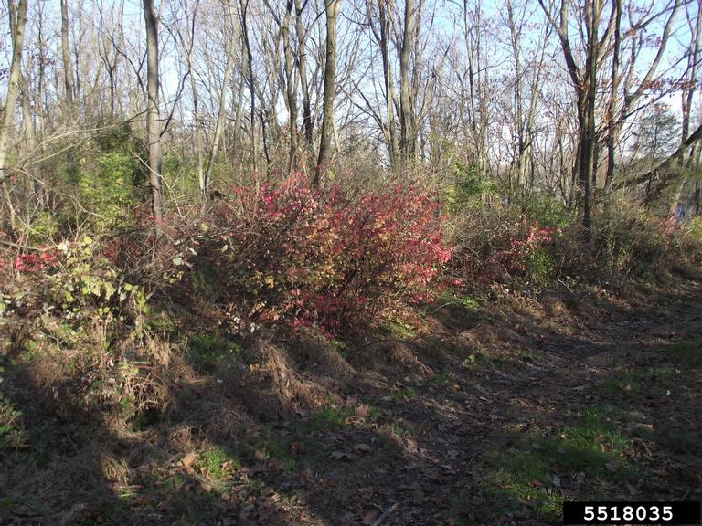 winged burning bush, Euonymus alatus (Celastrales: Celastraceae) - 5518035