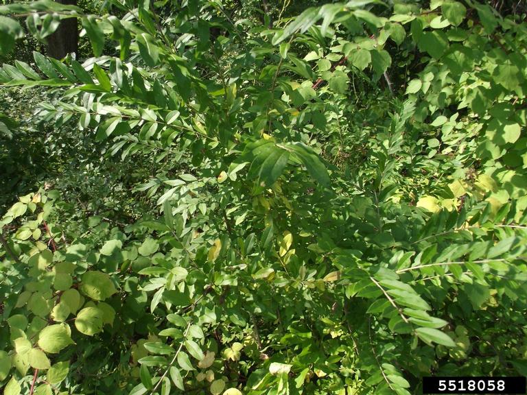 wine raspberry (Rubus phoenicolasius Maxim.)