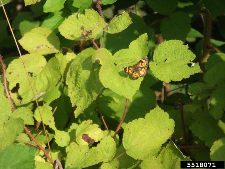 wine raspberry (Rubus phoenicolasius Maxim.)