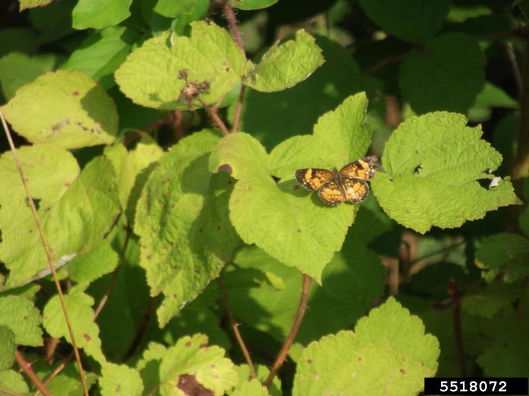 wine raspberry, Rubus phoenicolasius (Rosales: Rosaceae) - 5518072