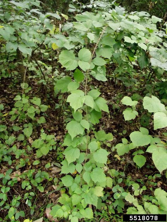 wine raspberry (Rubus phoenicolasius Maxim.)