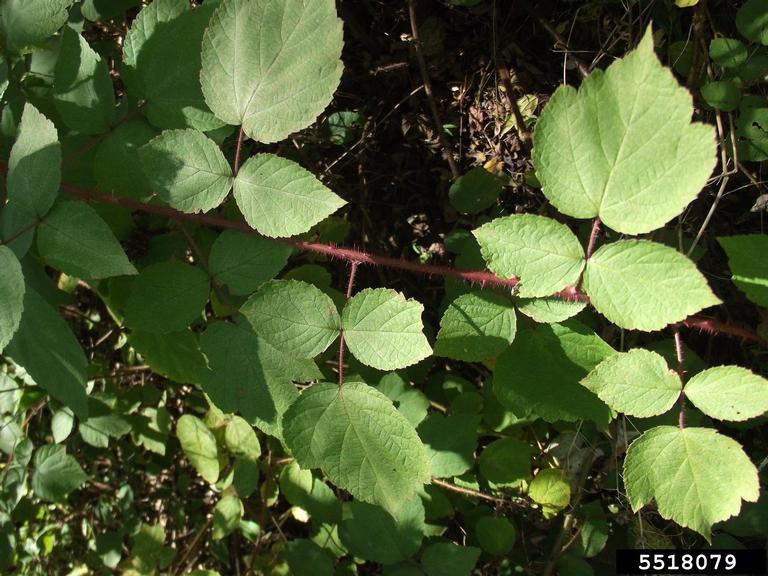 wine raspberry (Rubus phoenicolasius Maxim.)