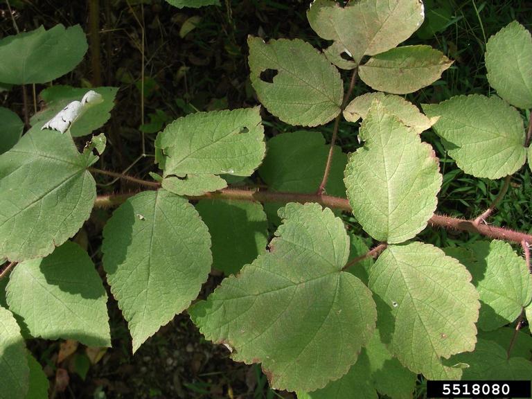 wine raspberry (Rubus phoenicolasius Maxim.)