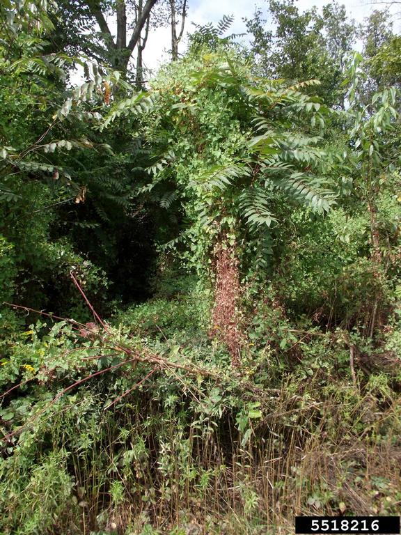 mile-a-minute vine, Asiatic tearthumb (Persicaria perfoliata)
