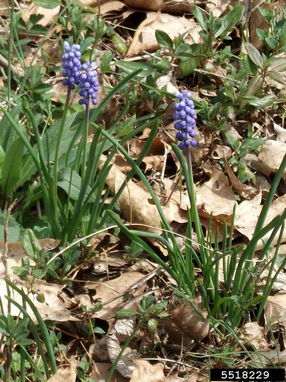starch grape hyacinth (Muscari neglectum)