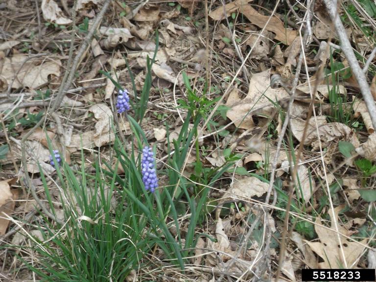 starch grape hyacinth (Muscari neglectum)