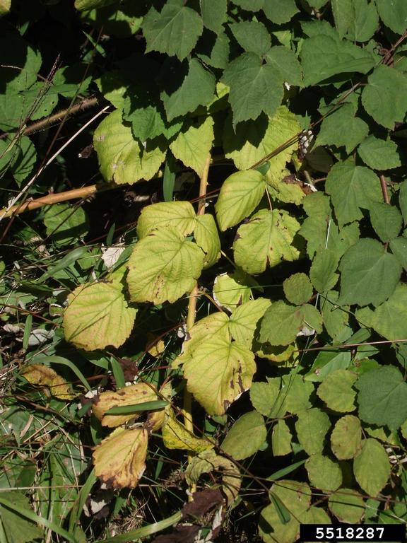 American red raspberry (Rubus strigosus)