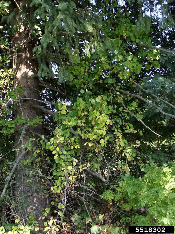 round leaf bittersweet (Celastrus orbiculatus)