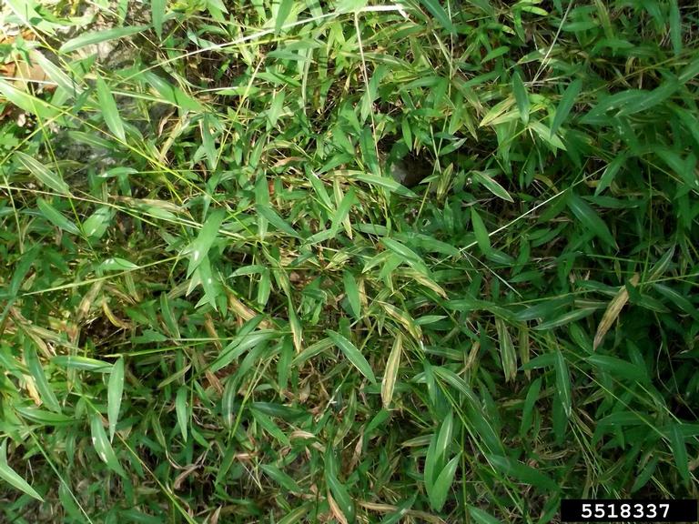 Japanese stiltgrass (Microstegium vimineum (Trin.) A. Camus)