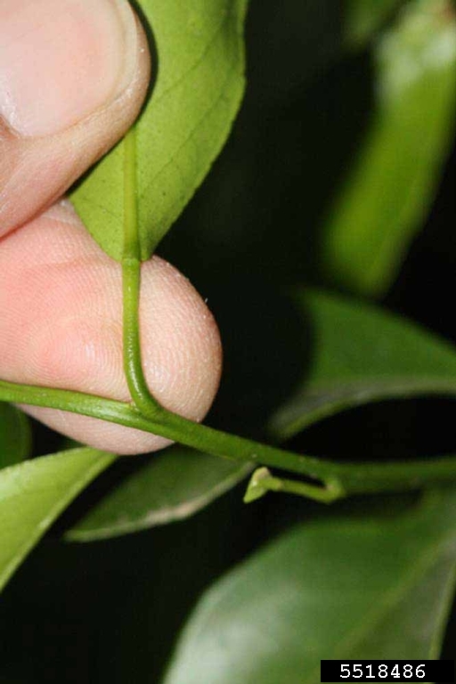 Kinnow (Citrus reticulata cv. Kinnow)