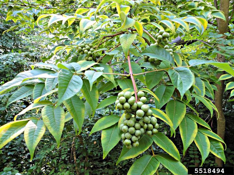 Amur corktree (Phellodendron amurense Rupr.)