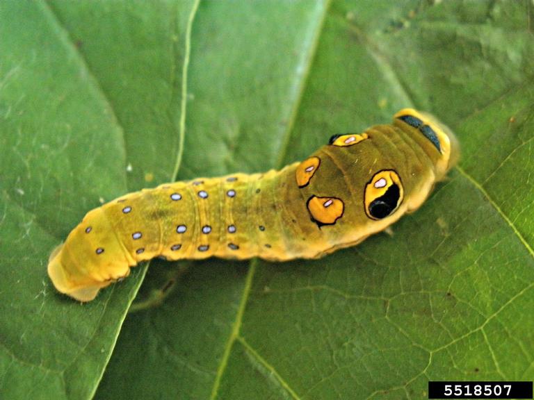 spicebush swallowtail (Papilio troilus Linnaeus)