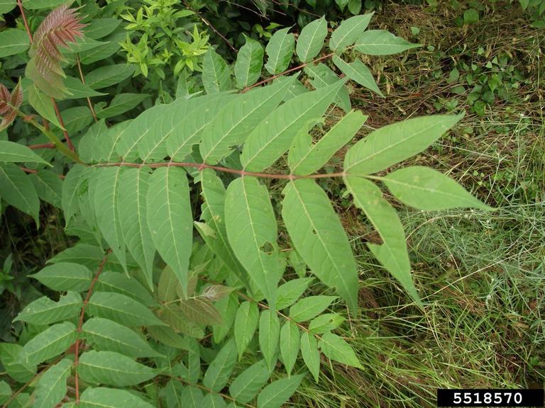 tree-of-heaven (Ailanthus altissima (P. Mill.) Swingle)
