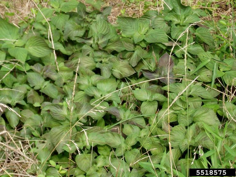 perilla mint (Perilla frutescens (L.) Britton)