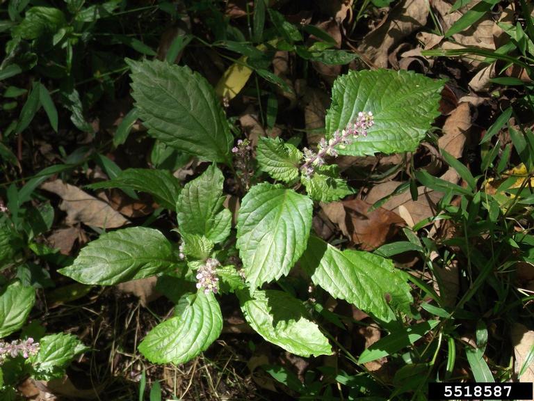 perilla mint (Perilla frutescens (L.) Britton)