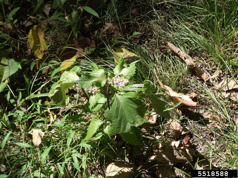 perilla mint (Perilla frutescens (L.) Britton)