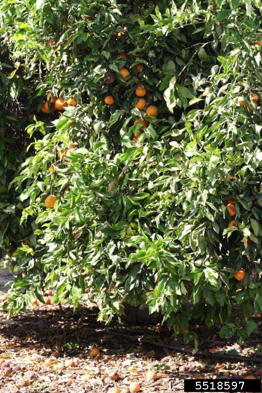 Kiyomi (Citrus x aurantium cv. Kiyomi)