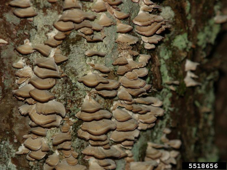 canker rot (Cerrena unicolor)