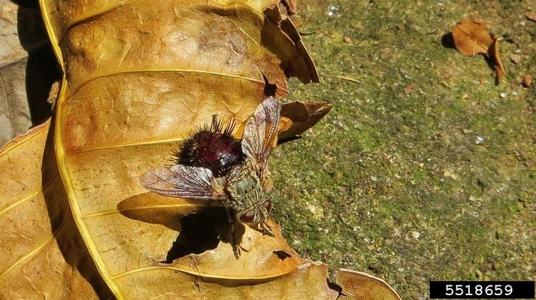 Tachinid flies (Family Tachinidae)