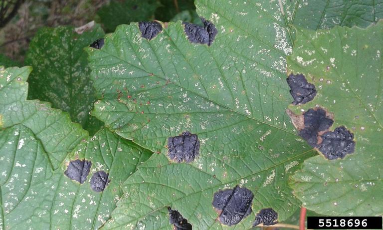 tar spot of maple (Rhytisma acerinum)