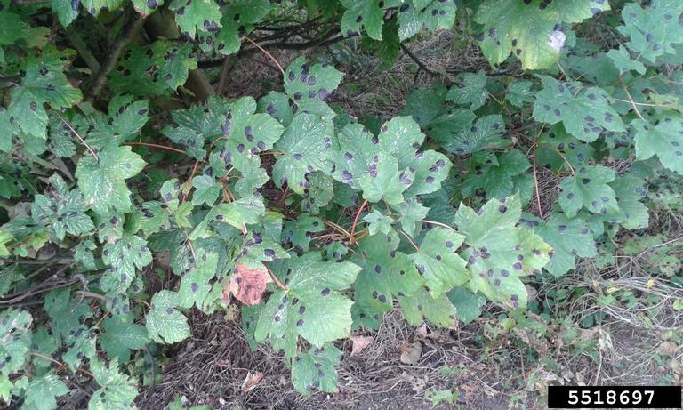 tar spot of maple (Rhytisma acerinum (Pers.) Fr.)