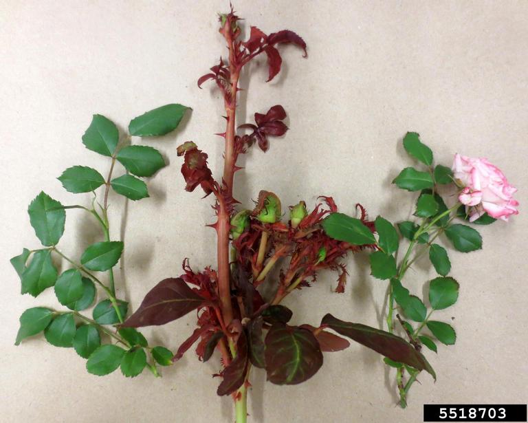 rose rosette disease (RRD) (Emaravirus Rose rosette disease)