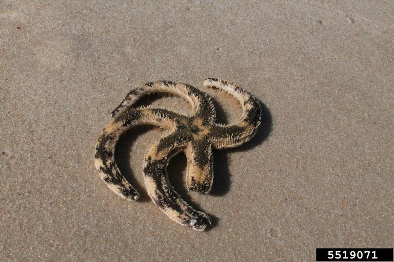 soft bottom starfish, Luidia alternata (Paxillosida: Luidiidae) - 5519071