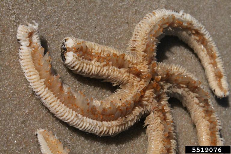 soft bottom starfish, Luidia alternata (Paxillosida: Luidiidae) - 5519076