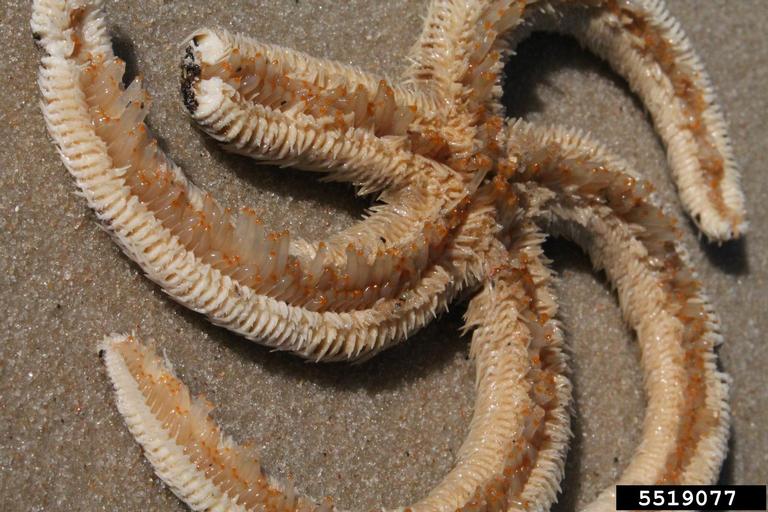 soft bottom starfish (Luidia alternata (Say, 1825))