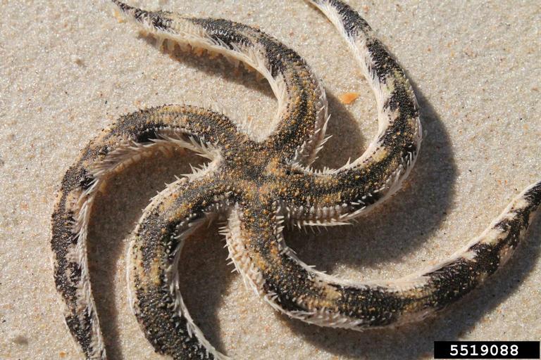 soft bottom starfish (Luidia alternata)