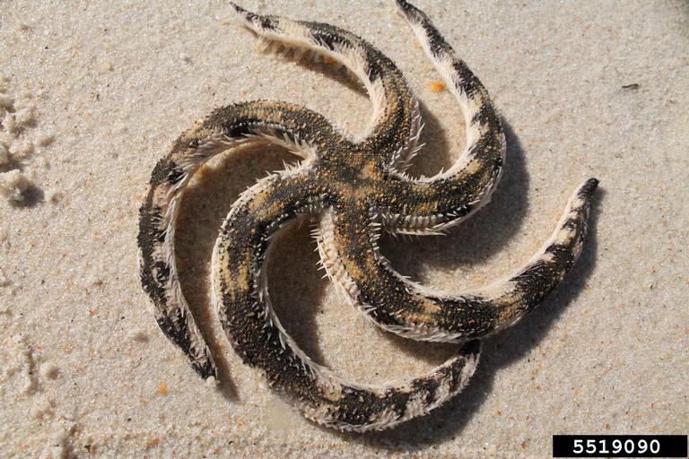 soft bottom starfish (Luidia alternata (Say, 1825))
