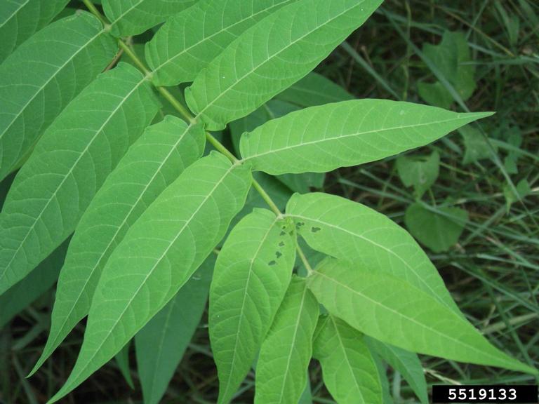 ailanthus webworm (Atteva aurea Cramer, 1781)