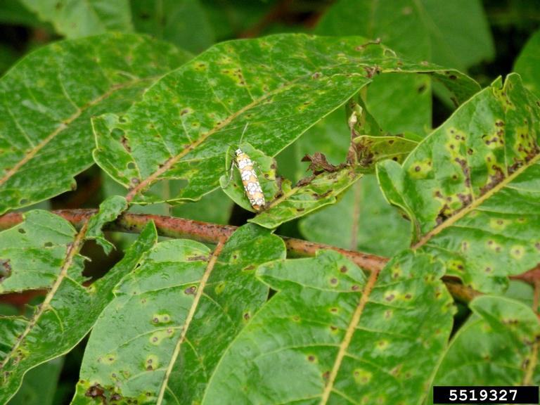 ailanthus webworm (Atteva aurea Cramer, 1781)