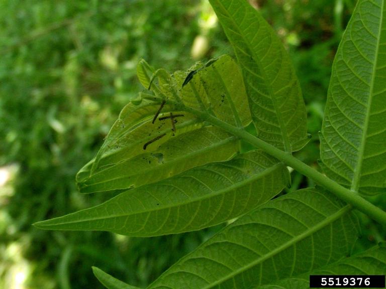 ailanthus webworm (Atteva aurea Cramer, 1781)