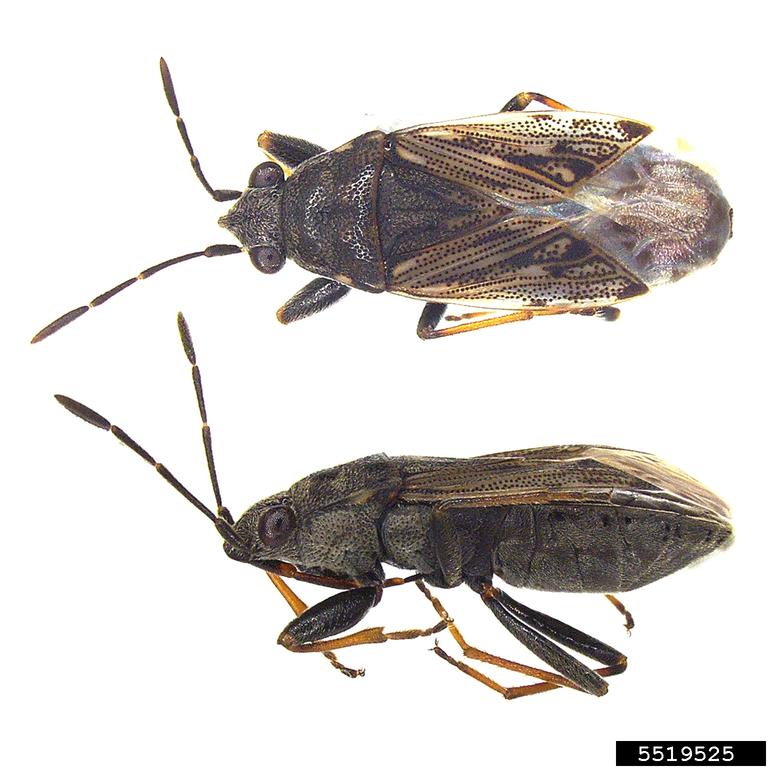 seed bug (Peritrechus gracilicornis)