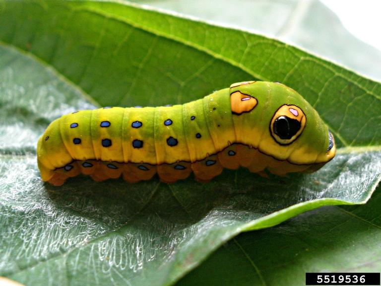 spicebush swallowtail (Papilio troilus)