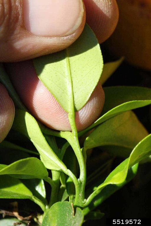 Large Chinotto (Citrus myrtifolia cv. Large Chinotto)