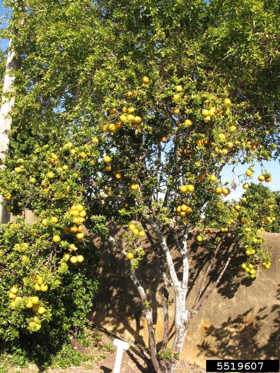 Large Chinotto (Citrus myrtifolia cv. Large Chinotto)